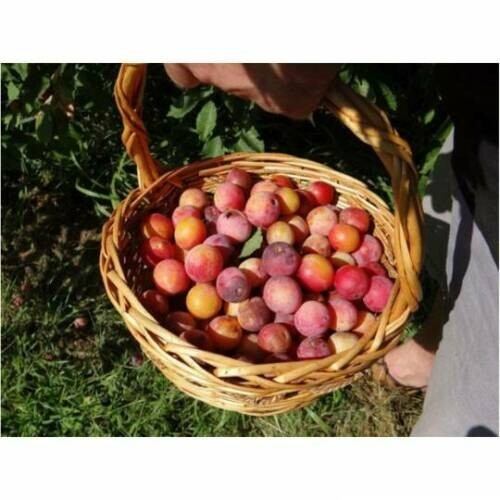 1 American plum, flowering fruit shrub/tree. Zones 3-8. | eBay