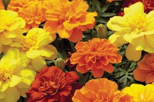 MARIGOLD SAFARI MIX 15 seeds RARE & LIMITED AWARD WINNING LARGE BLOOMS ...