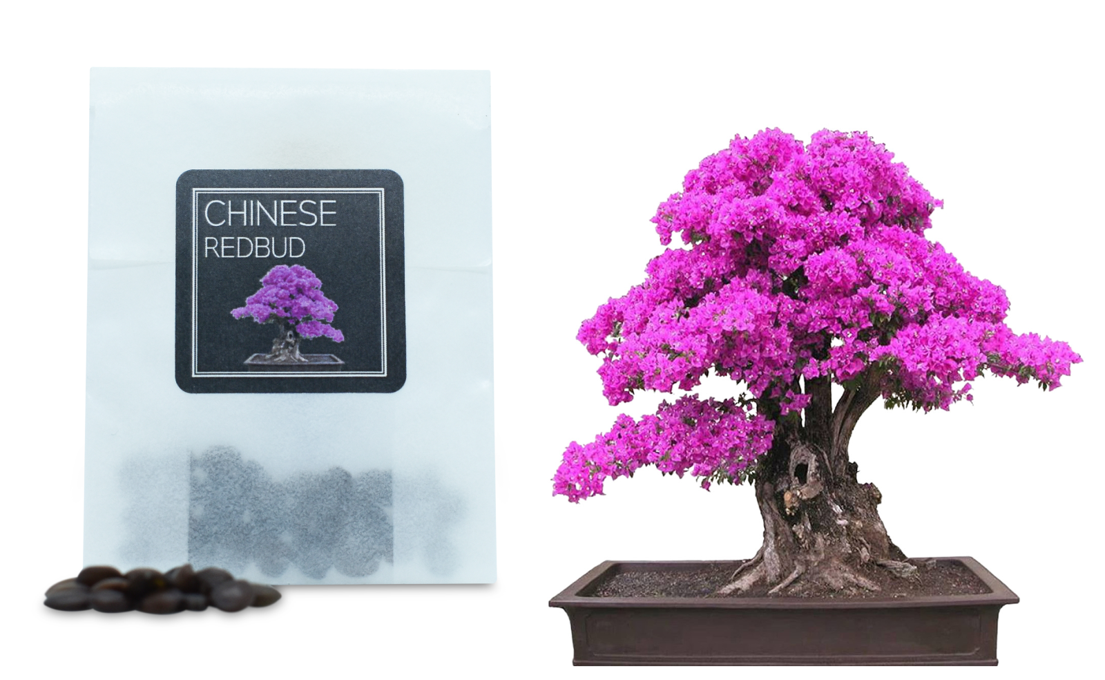 30 Chinese Redbud Bonsai Seeds | Grow Your Own Bonsai Tree | Beginners ...