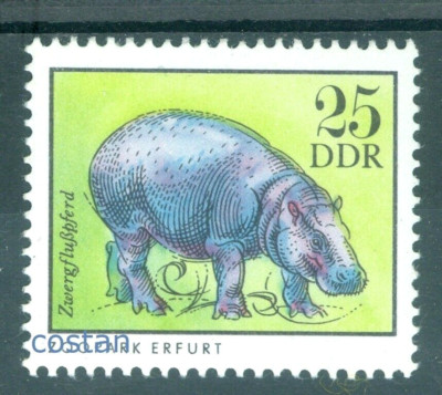 1975 Pygmy hippo (Choeropsis liberiensis), ZOO animals,Germany/DDR,2034 ...