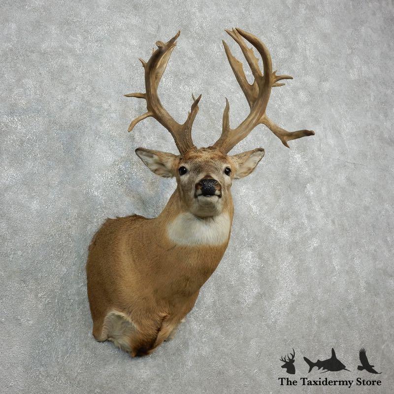 #18101 P | Whitetail Deer Shoulder Taxidermy Head Mount For Sale | eBay
