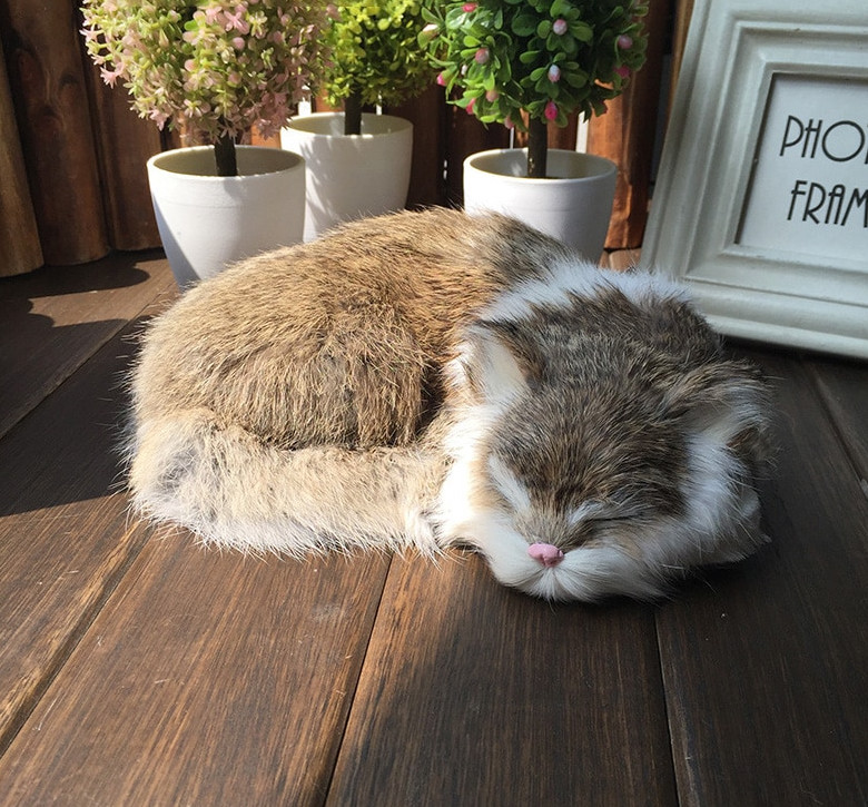 Miniature Persian Cat