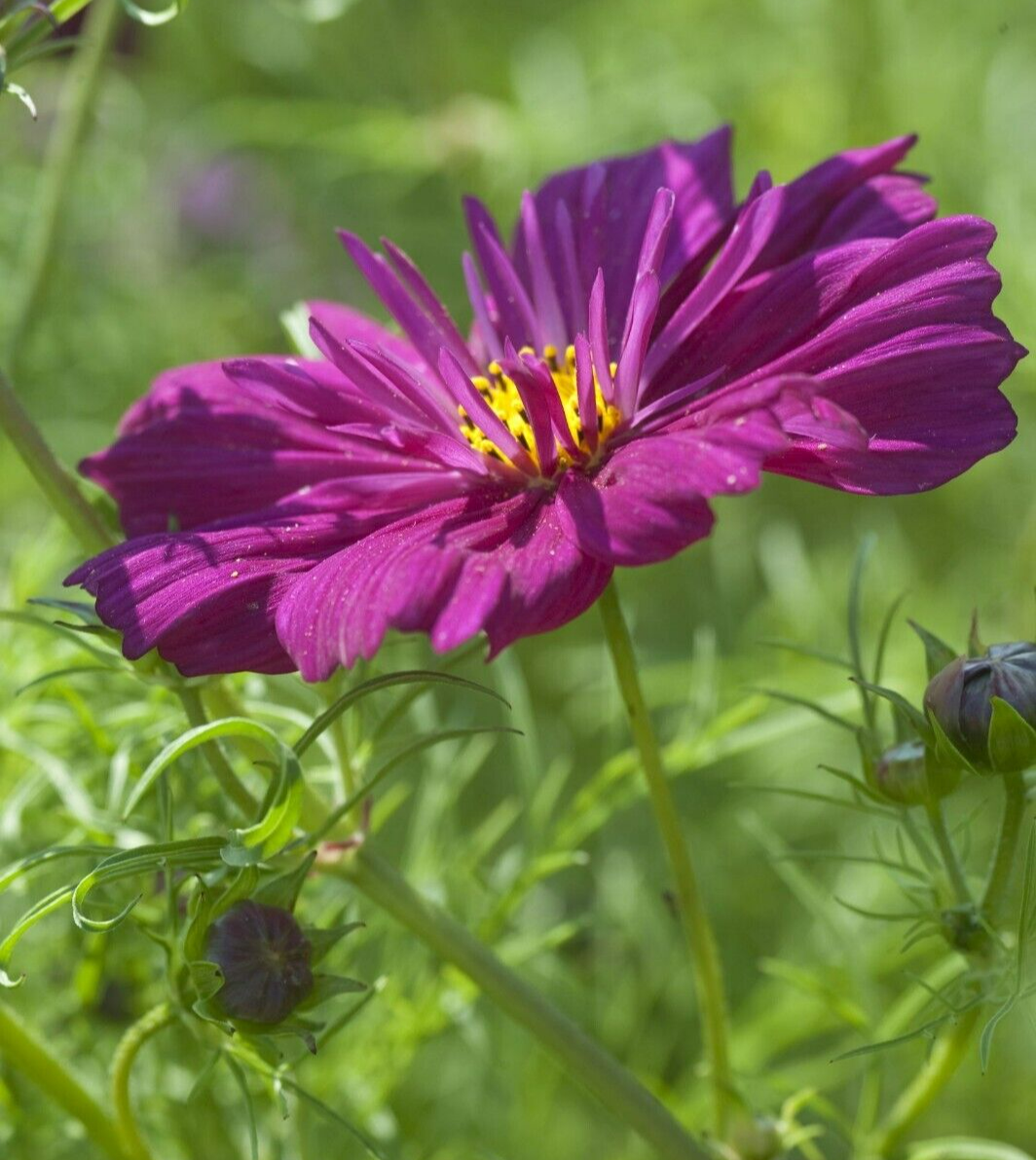 25 Fizzy Purple Cosmos Seeds | eBay UK