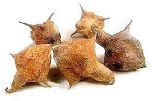 Organic & Natural Gokhru Bada Raw Herb Gokhroo Murex Large Caltrops 100 ...