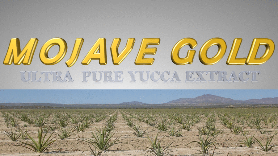 RAW Yucca Extract Yucca Schidigera Saponin Powder Wet Betty soluble ...