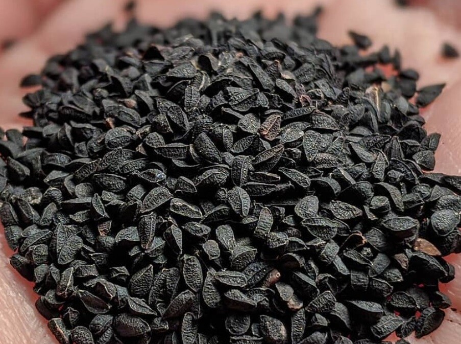 1.2kg Kalonji Kaloonji Spice Seed Nigella Seeds - Aussie Seller - Free ...