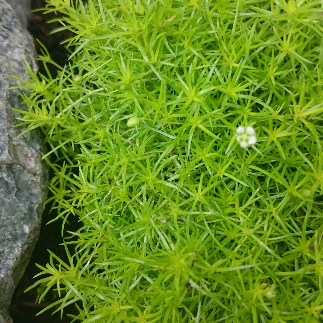 Sagina subulata 'Lime Moss' (Pearlwort 'Lime Moss') XXL Jumbo Plug ...