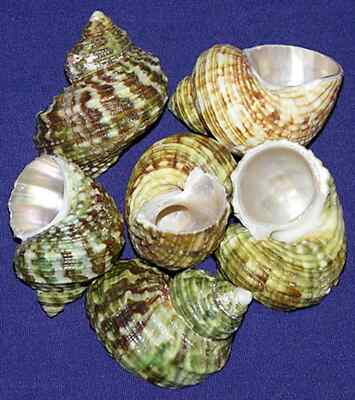 Green Polished Turbo Brunneus Shells~ 1-1/2" - 2" (5 Shell) | eBay