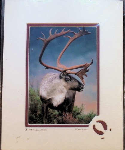 Vintage Craig Brandt Bull Caribou Alaska Fine Art Photography matted ...