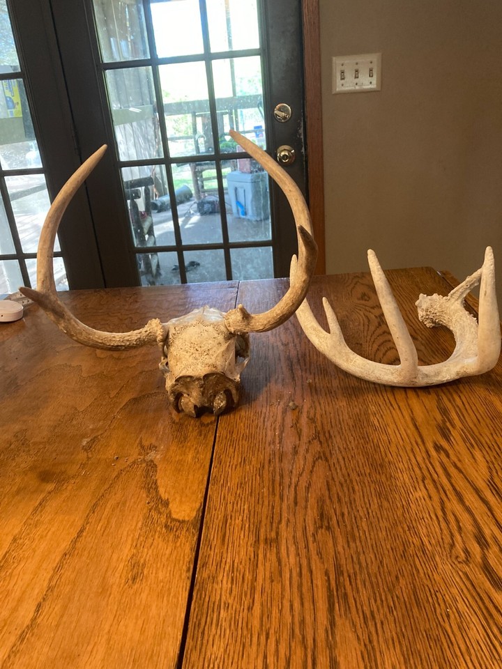 6 Point Whitetail Deer European mount and 4 point Shed Antler | eBay