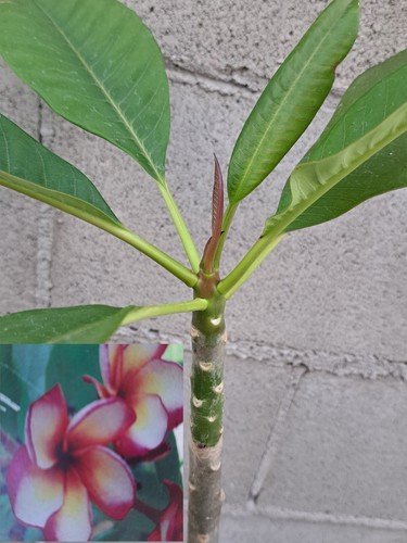 Plumeria Macarena Beautiful Pink-Yellow Flowers Tropical Tree Plant | eBay
