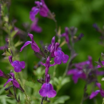 25 SALVIA MIRAGE DEEP PURPLE Live Plants Plugs Garden Planters 212 | eBay