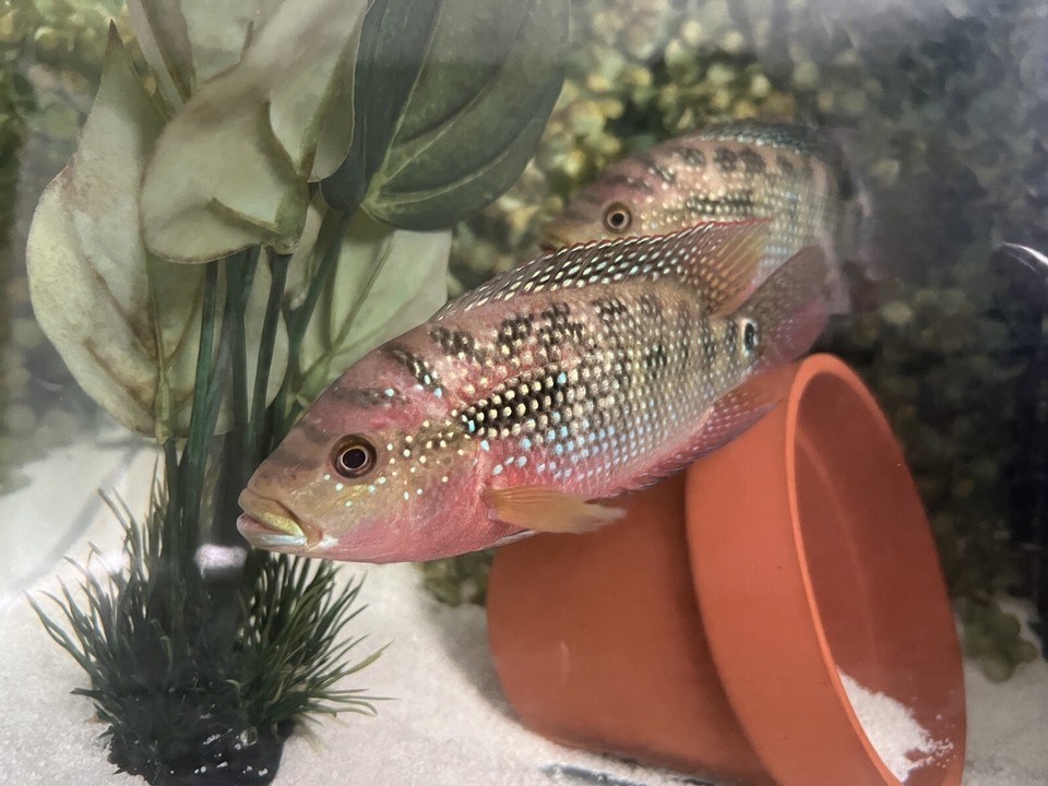 1 Live Unsexed Jack Dempsey Cichlid Size Large 5”-7" Inch Fish ADULT ...