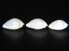CALPURNUS LACTEUS: GROWTH SERIES SET#2 @ 13+13 +12MM-GREAT TRIO SERIES ...