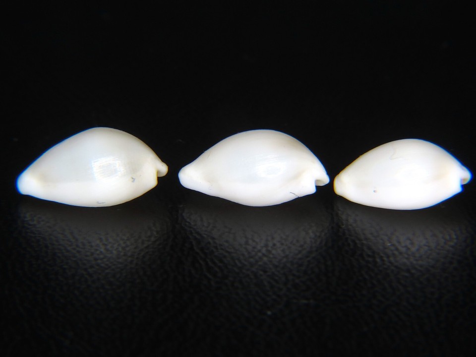 CALPURNUS LACTEUS: GROWTH SERIES SET#2 @ 13+13 +12MM-GREAT TRIO SERIES ...