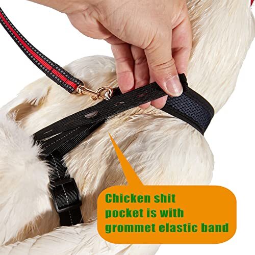Chicken Harness Hen Size with 6ft Matching Leash Washable Pet Set ...