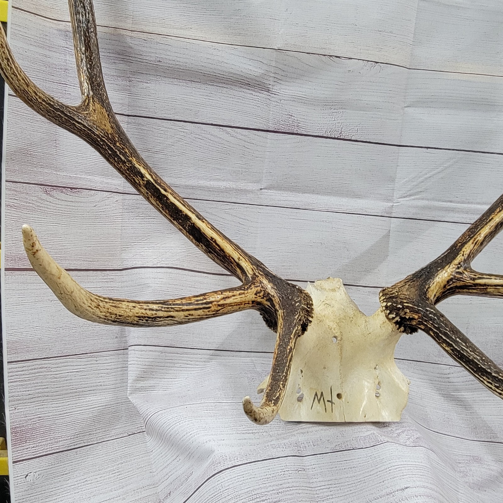 Elk (reindeer) Skull cap mount 5x5 31" Wide 28" tall Montana deer | eBay