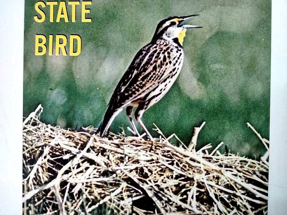 Nebraska NB Postcard State Bird Meadowlark Nest | eBay