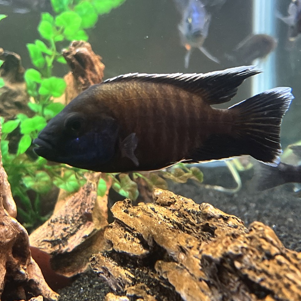 Walteri aulonocara Cichlid 4-5” Male USA *what You See Is The Fish You ...
