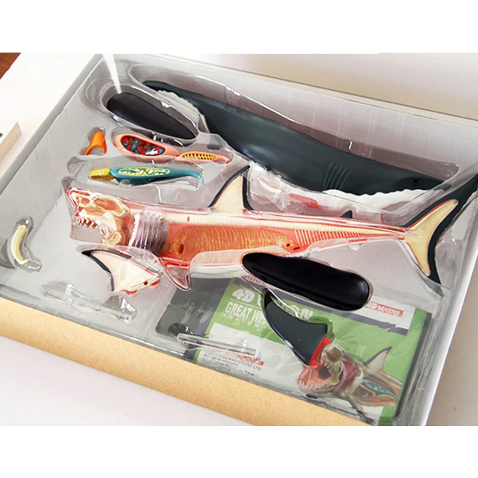 4D Master Marine Animal Anatomy Assembled Model Killer Whale Shark ...