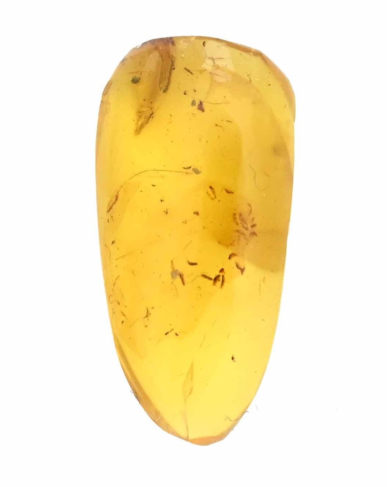 Large swarm of Collembola (Springtail), Fossil inclusion in Burmese ...