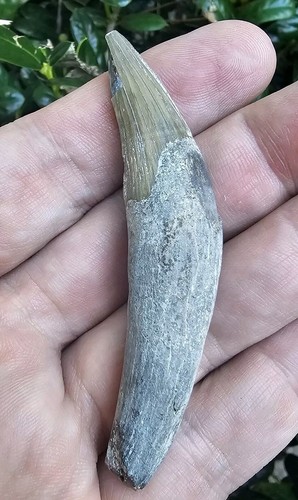 Lee Creek Squalodon Fossil Tooth North Carolina Odontocete | eBay