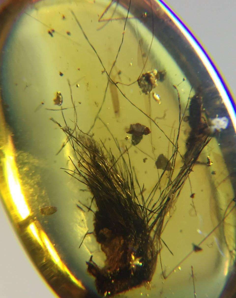 Dandelion seed plant spider inclusion in Burmite Amber Fossil Genuine ...