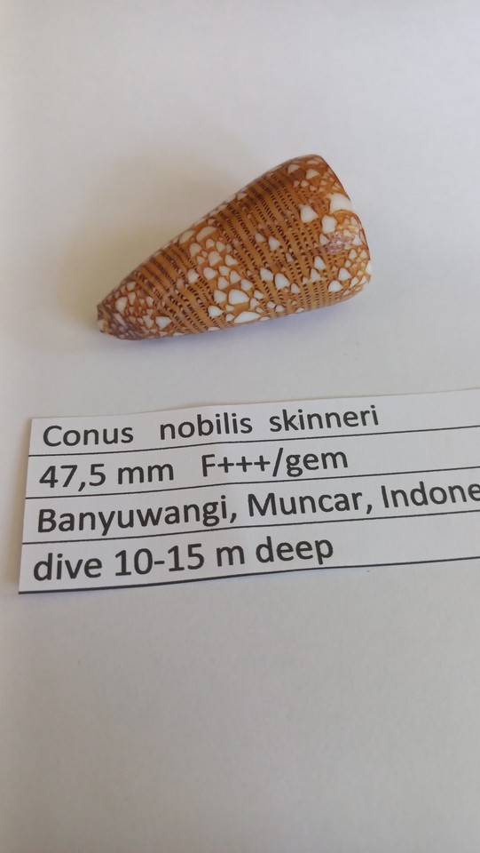 Conus nobilis skinneri 47,5 mm F+++/gem Indonesia | eBay
