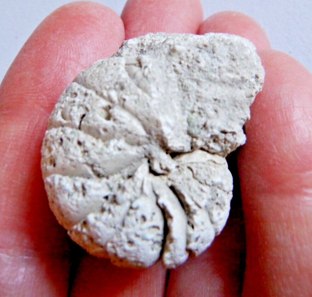Rare Eocene EUTREPHOCERAS CAROLINENSIS Fossil NAUTILUS Seashell Castle ...