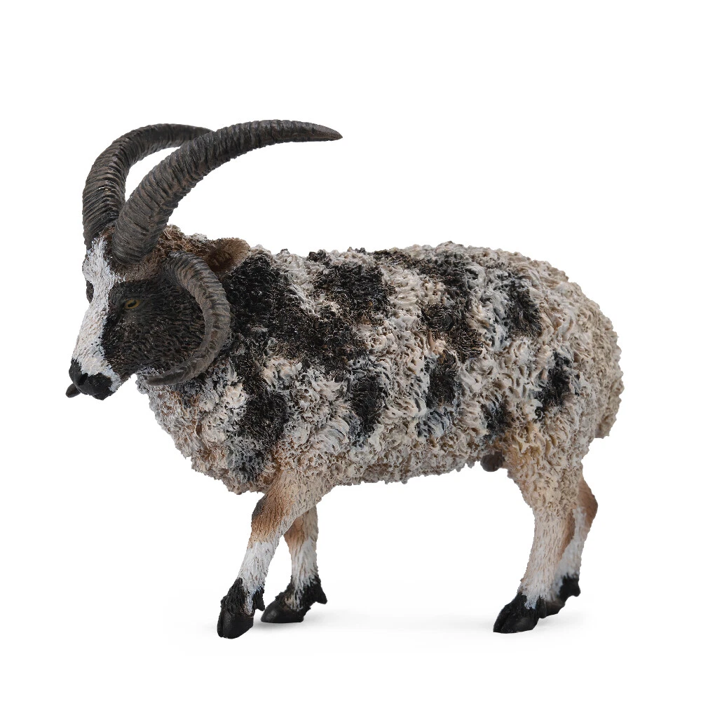 Jacob Sheep
