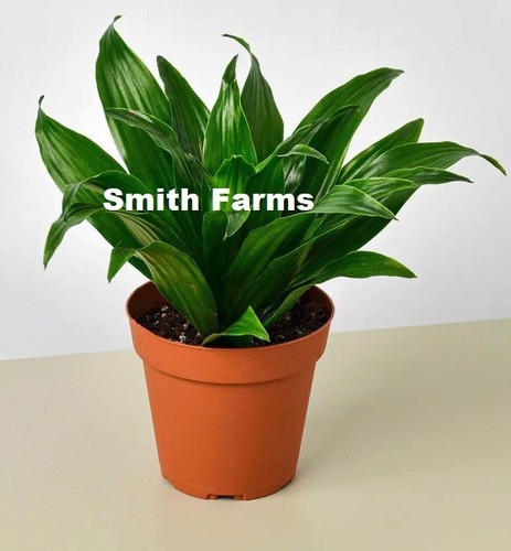 25 Seeds Dracaena 'Janet Craig' Plant Flower | eBay