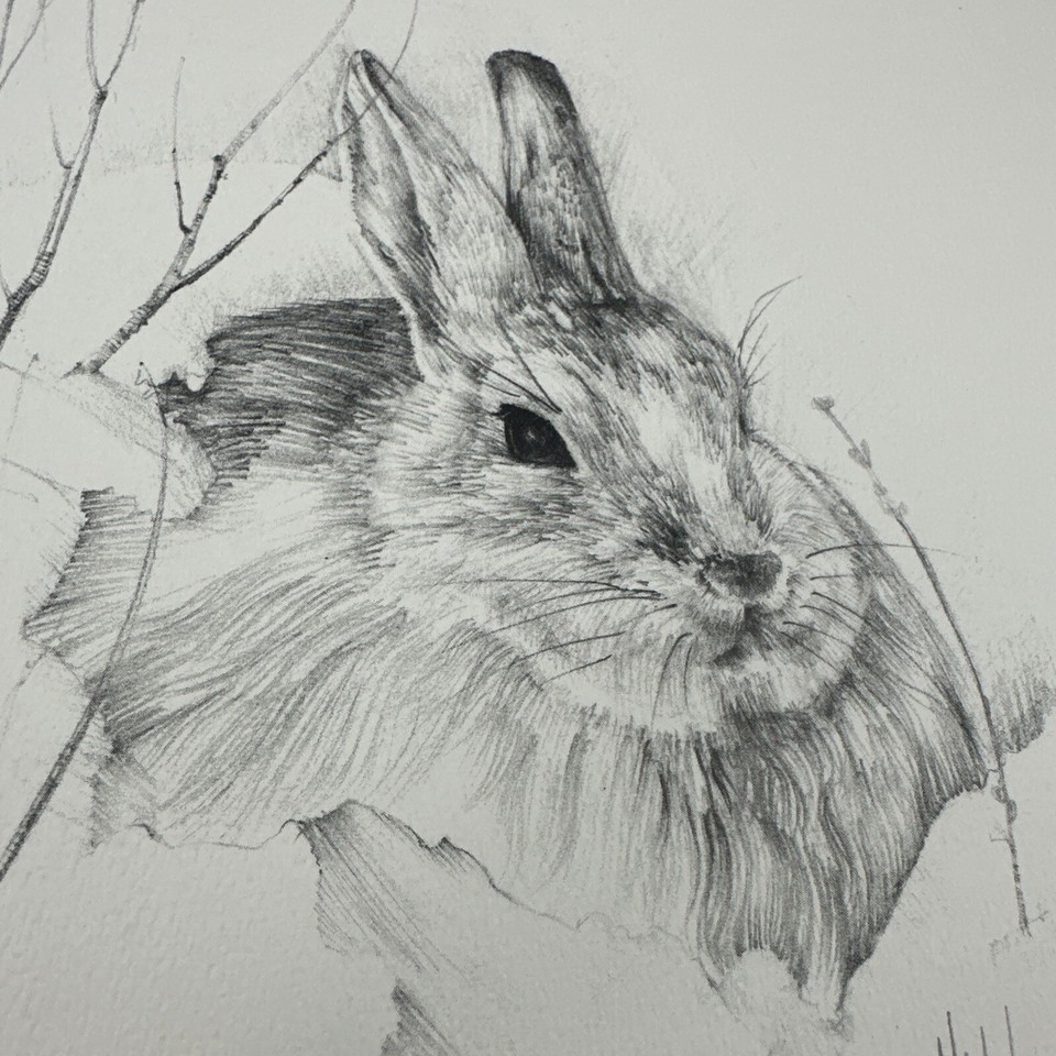 Rabbit Artwork Signed Wildlife Graphite Sketch Vintage MCM Nice | eBay