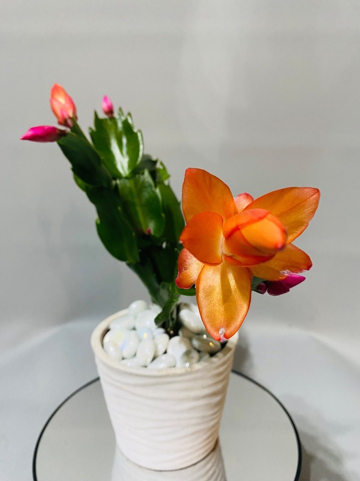 x3 Christmas Cactus- Orange/ Red/ Pink | Thanksgiving cactus ...