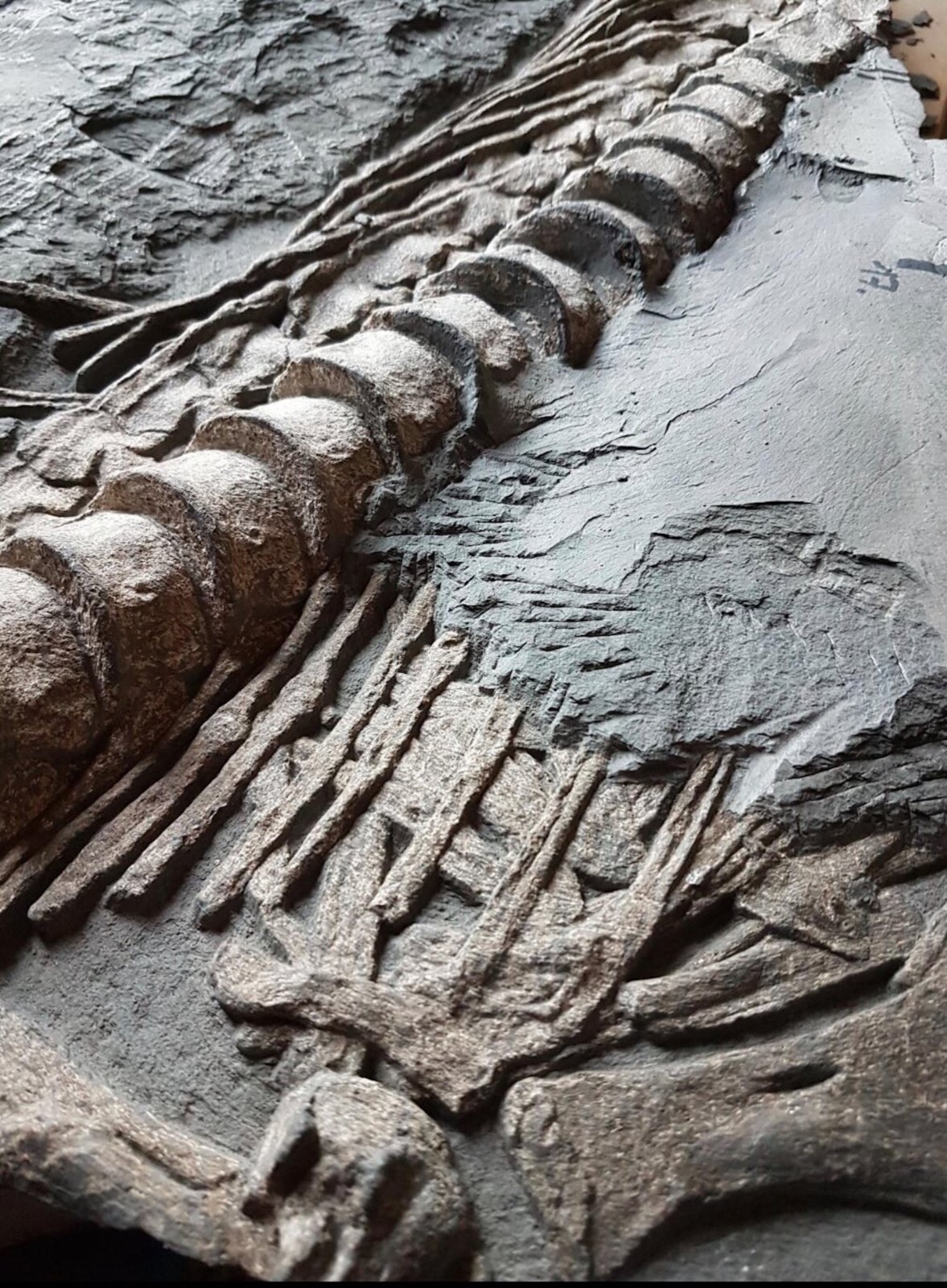 LARGE! ICHTHYOSAUR DINOSAUR FOSSIL ICHTHYOSAURUS MARINE REPTILE WALL ...