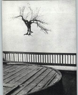 1955 1968 Brassai Grape Vine Stock Roots Wine Cellar Art Photo ...