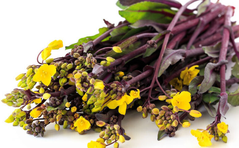 200+Purple Choy Sum seeds Hon-Tsai Tai Kosaitai Chinese Flowering ...