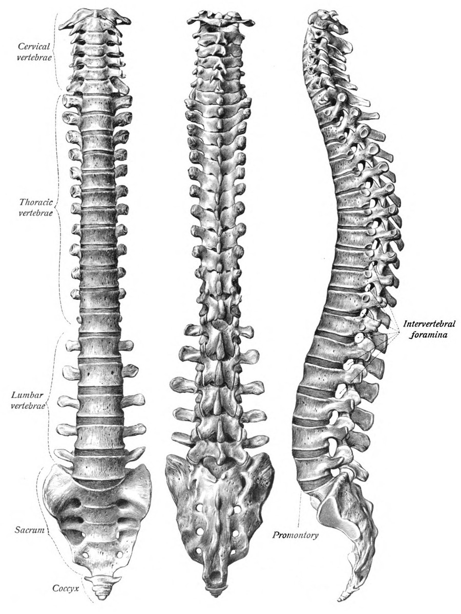 Vertebral Column Of Chicken You've Got Some Nerve(s): Exploring The