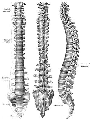 4139.Medical views o vertebral column.side.frontal.POSTER.Home School ...