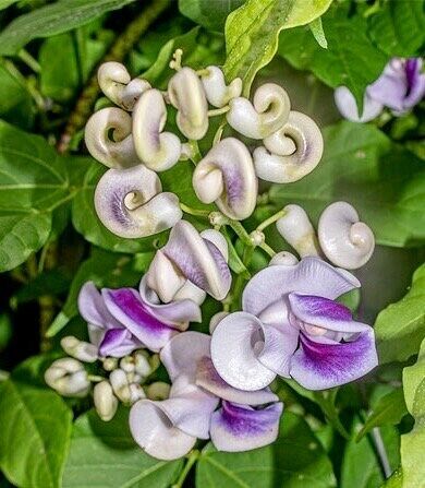 Snail Vine Seeds ~ Vigna Caracalla ~ Fragrant ~ Garden ~ Exotic ...