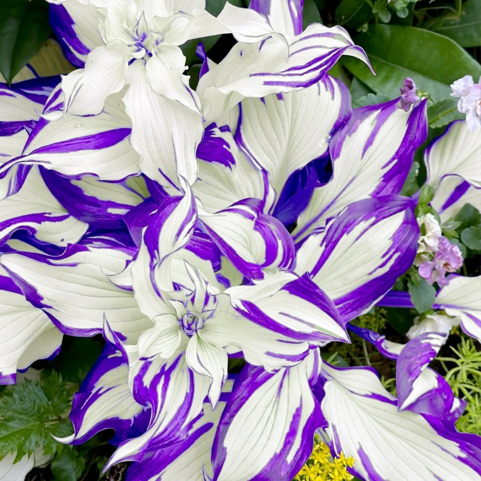 200 Purple Hosta Seeds, Rare Colorful Perennial Hosta Plants for ...