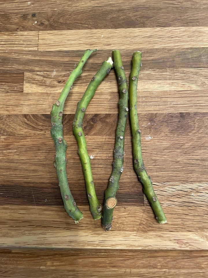 HASS AVOCADO SCION CUTTING FOR GRAFTING. (4 Pieces) | eBay