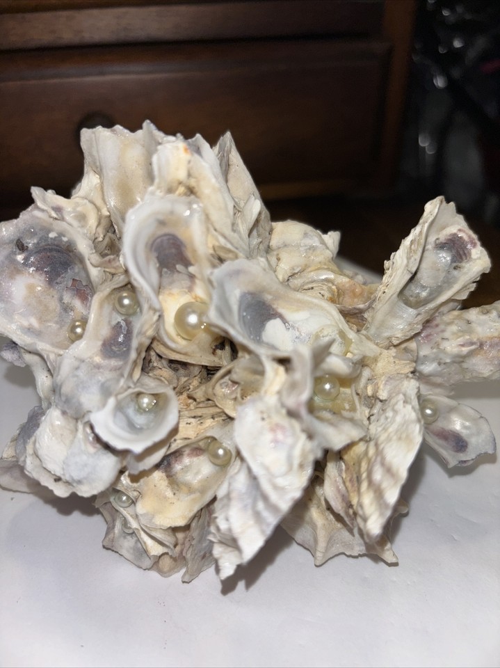 Oyster and Barnacle Shell Cluster Sculpture RARE - Unique Beach Decor w ...