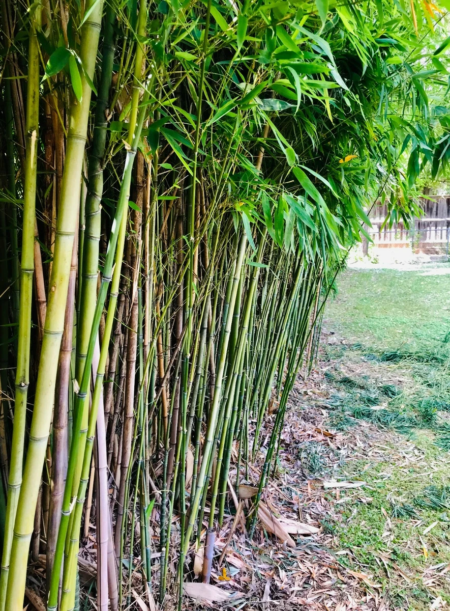 Bamboo Rhizomes