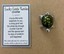 Ganz - Lucky Little Turtle Pocket, Desk or Table Good Luck Charm w Card ...