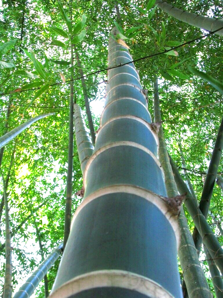 10 GIANT NEOTROPICAL BAMBOO SEEEDS - Guadua Angustifolia -(Gua Duo Zhu ...
