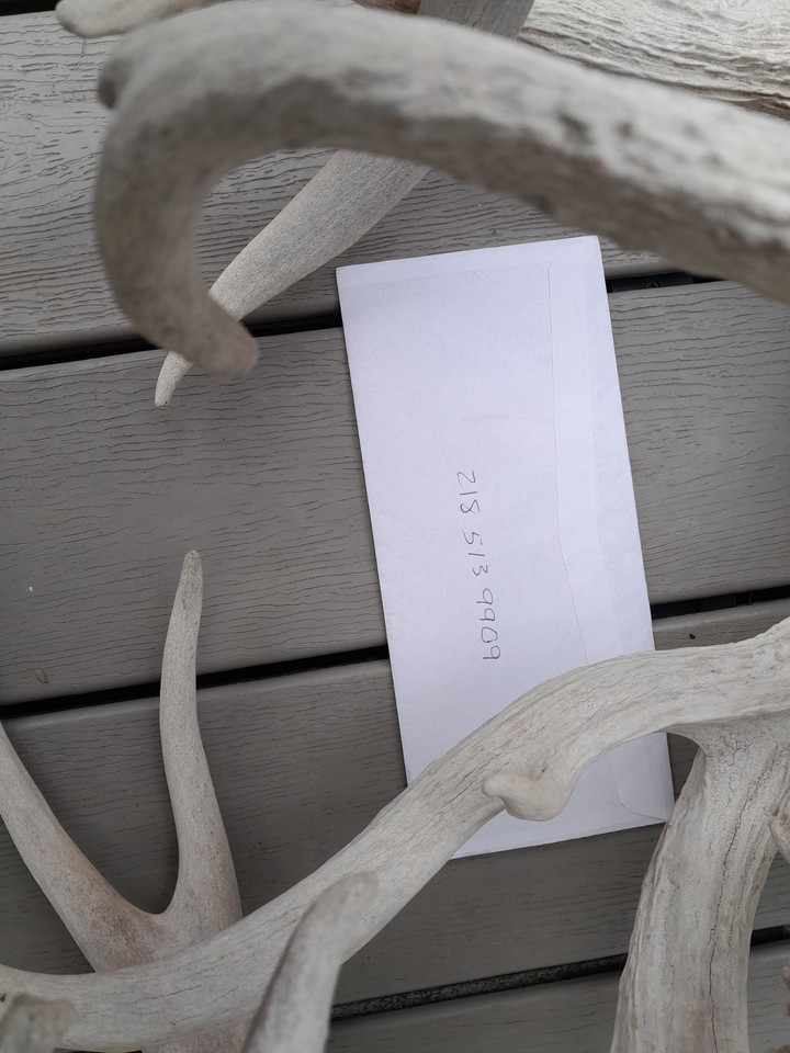 locked whitetail deer antlers | eBay