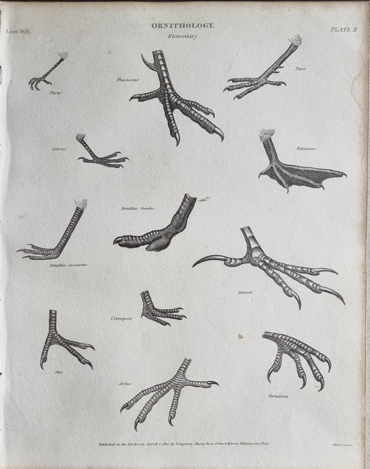 1812 DATED ANTIQUE BIRD PRINT ORNITHOLOGY VARIOUS FEET TALONS WEBBED ...