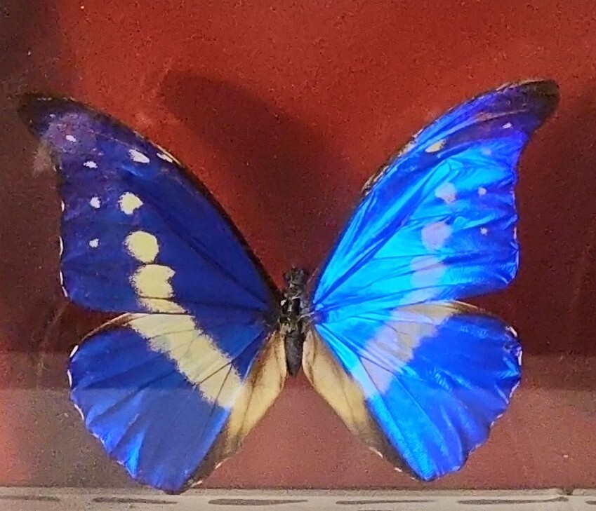 REAL BRAZILIAN BUTTERFLY METALLIC BLUE MORPHO RHETENOR HELENA FRAMED ...