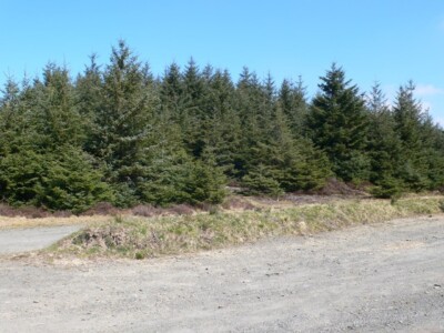 Photo 6x4 In Clocaenog Forest Pentre-llyn-cymmer North-east of Pentre ...
