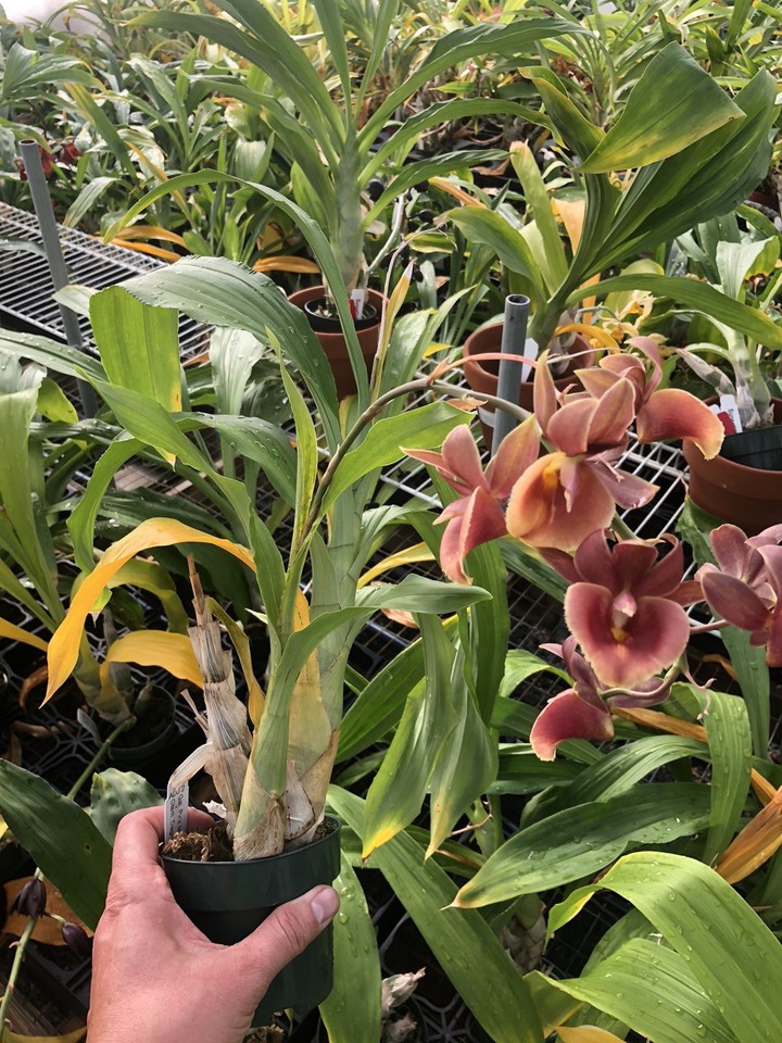 Catasandra Nebula Super Rare Galeandra Cross Select Catasetum | eBay